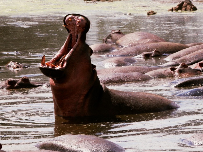List of Okavango Delta Animals - Flora Fauna Fun