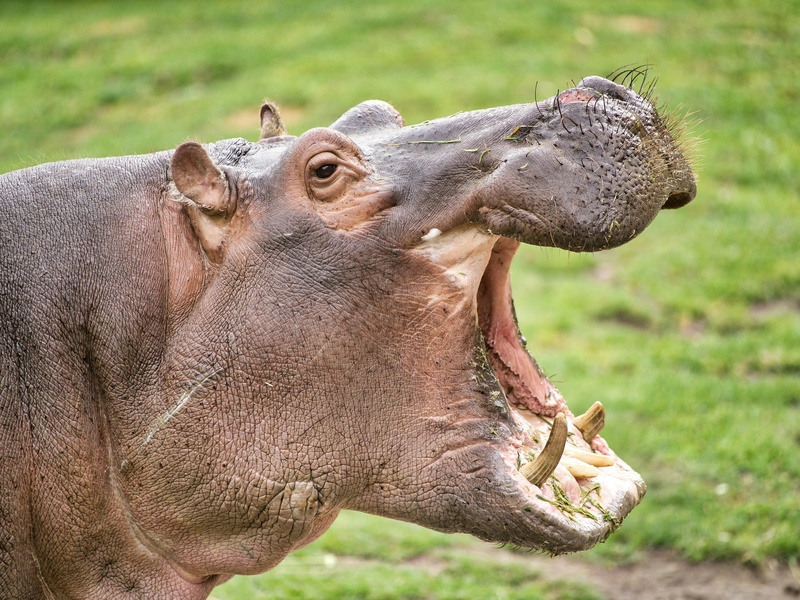 Chad's Native Animals: The Complete List - Flora Fauna Fun
