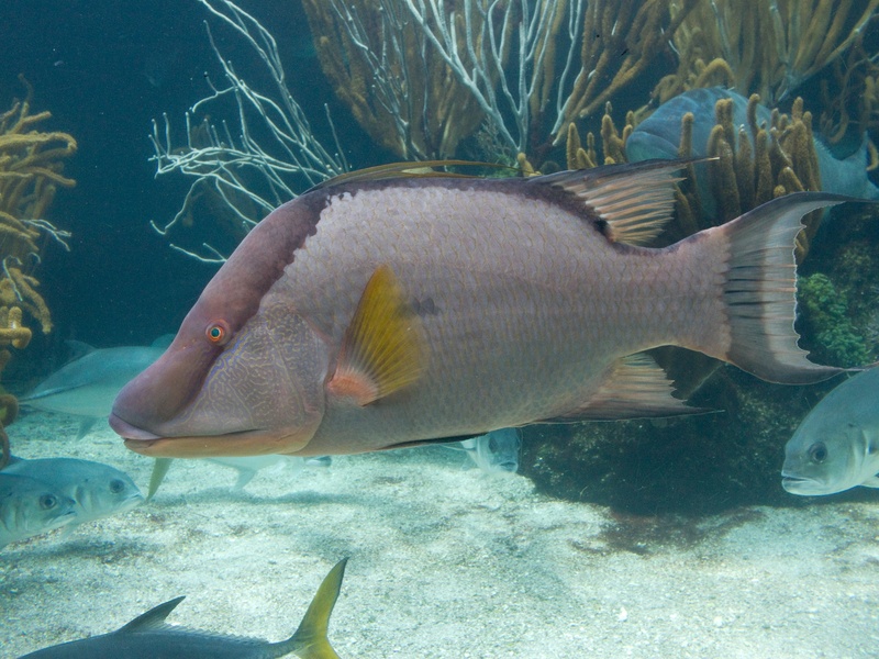 List of Coral Reef Predators - Flora Fauna Fun