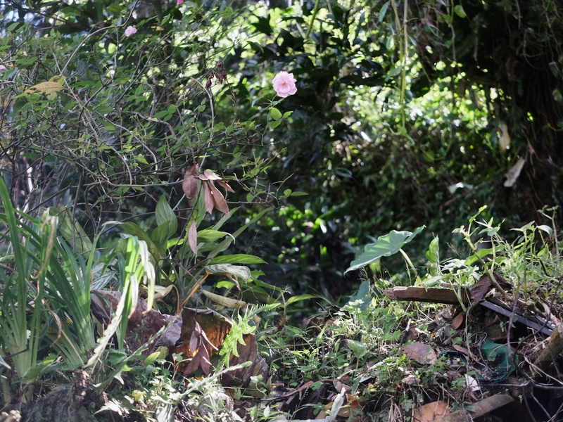 Animals Only Found In Honduras: The Complete List - Flora Fauna Fun