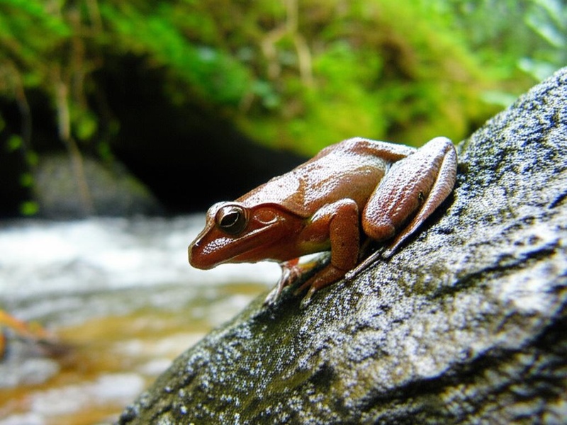 Animals Only Found In Honduras: The Complete List - Flora Fauna Fun