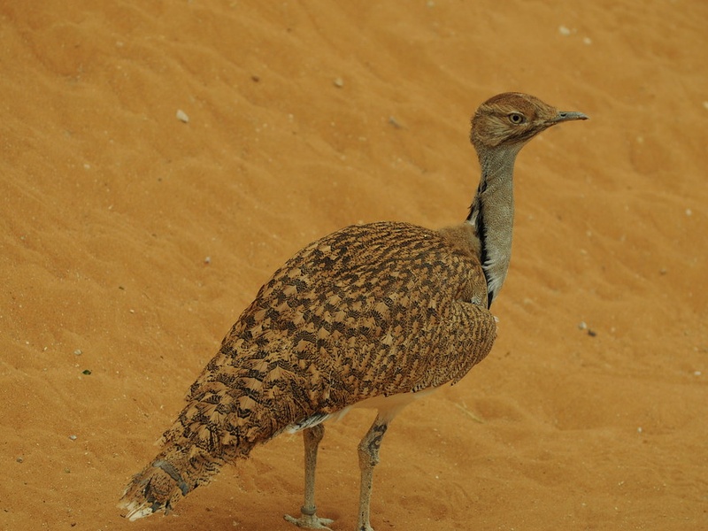 Animals of Pakistan: The Complete List - Flora Fauna Fun