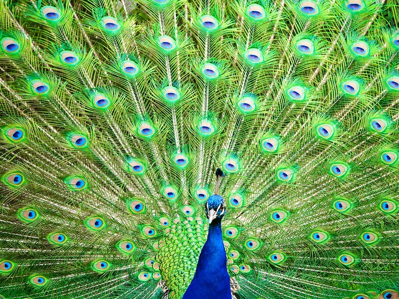 Animals of Pakistan: The Complete List - Flora Fauna Fun