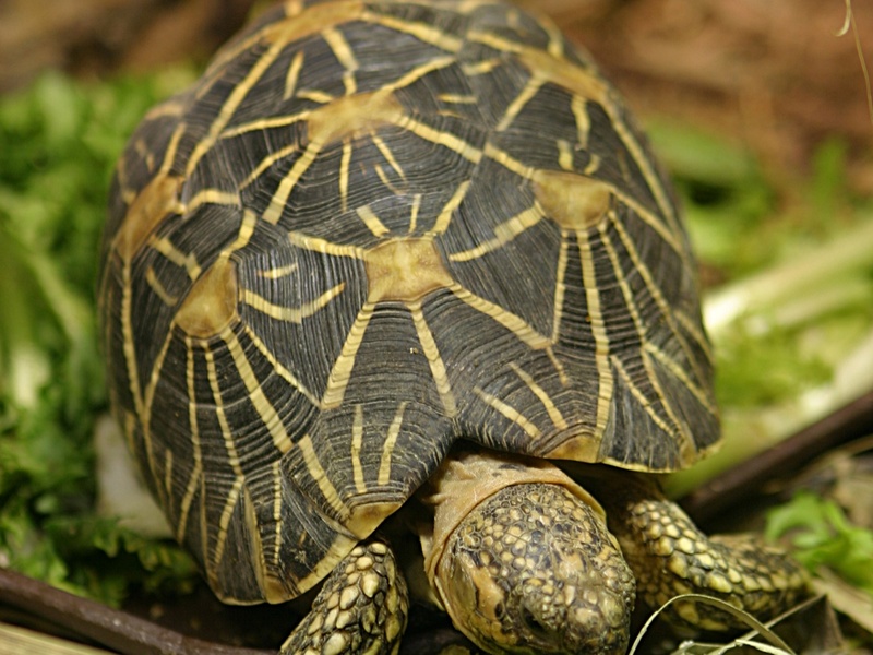 Animals of Pakistan: The Complete List - Flora Fauna Fun