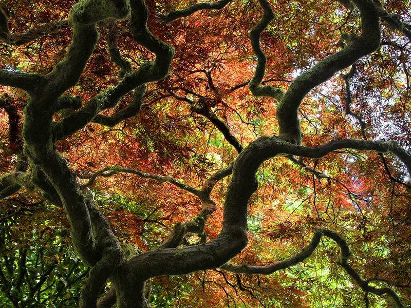 Shrub Examples - Flora Fauna Fun
