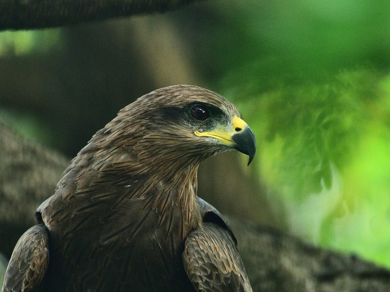 List of Animals of Indonesia - Flora Fauna Fun
