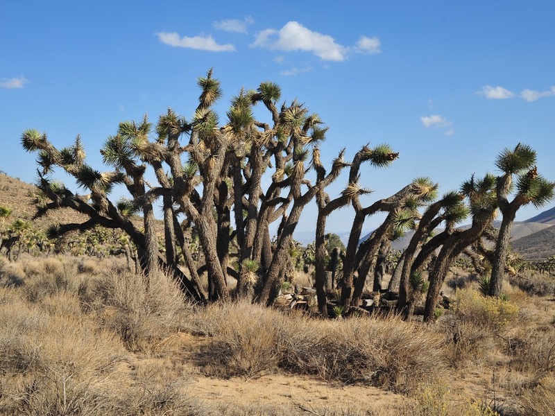 Unique Plants: The Complete List - Flora Fauna Fun