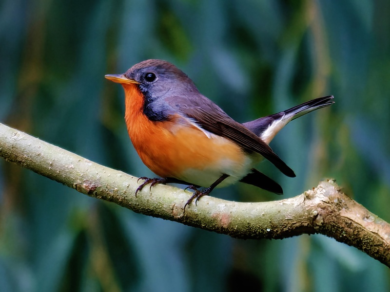 Animals of Pakistan: The Complete List - Flora Fauna Fun