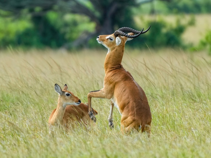 Chad's Native Animals: The Complete List - Flora Fauna Fun