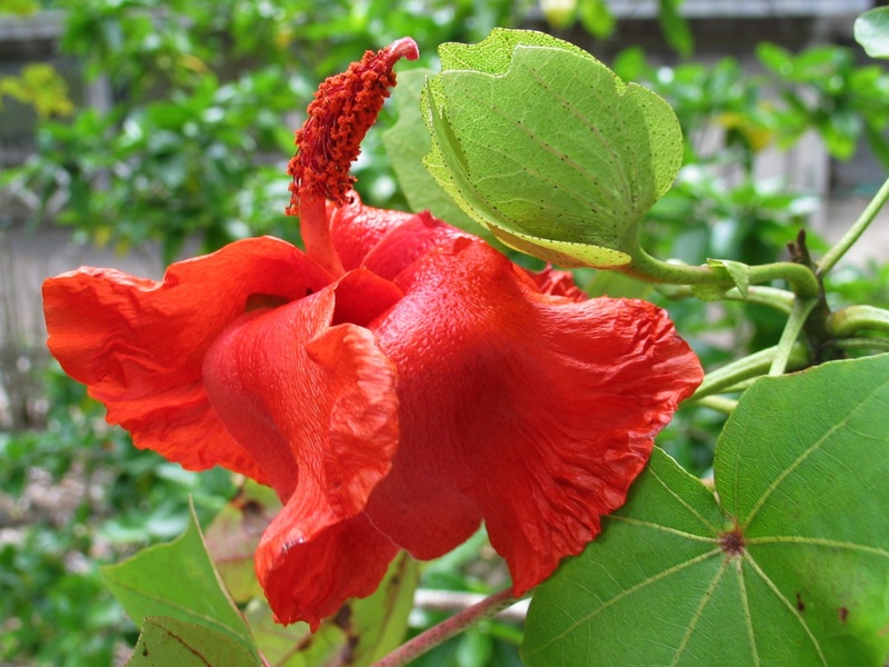 Unique Plants: The Complete List - Flora Fauna Fun