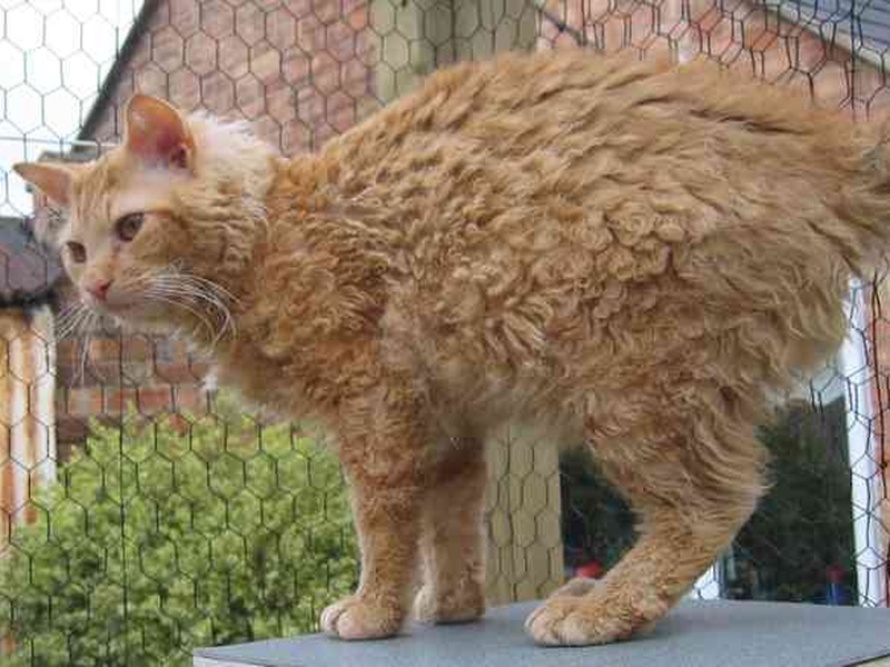 The Complete List of Black And Grey Cat Breeds - Flora Fauna Fun
