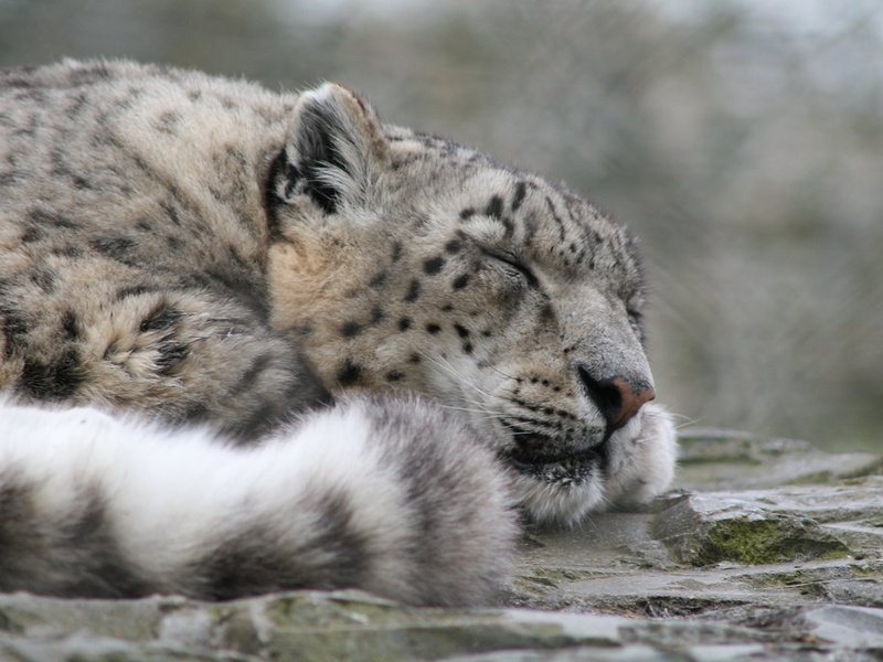 Chad's Native Animals: The Complete List - Flora Fauna Fun