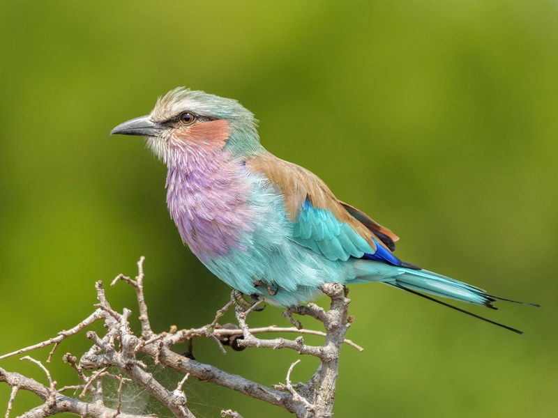 Chad's Native Animals: The Complete List - Flora Fauna Fun