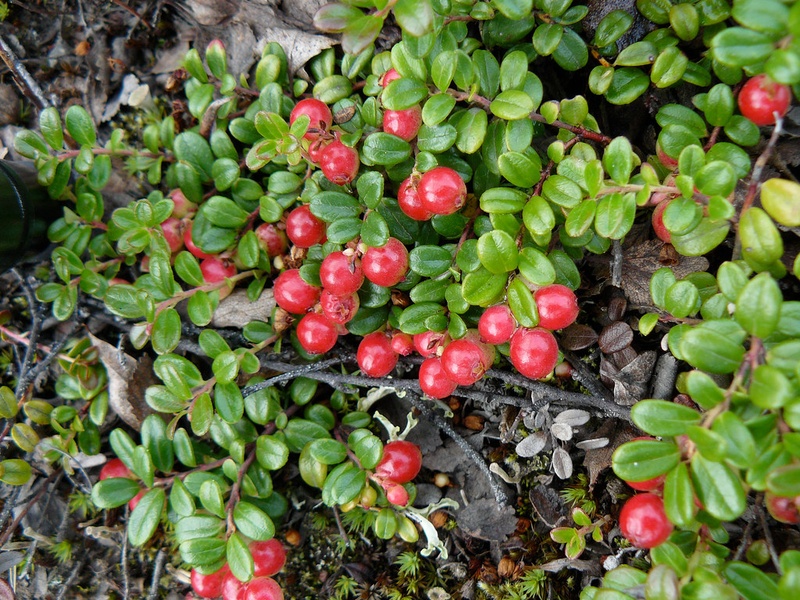 The Complete List of Arctic Berries - Flora Fauna Fun