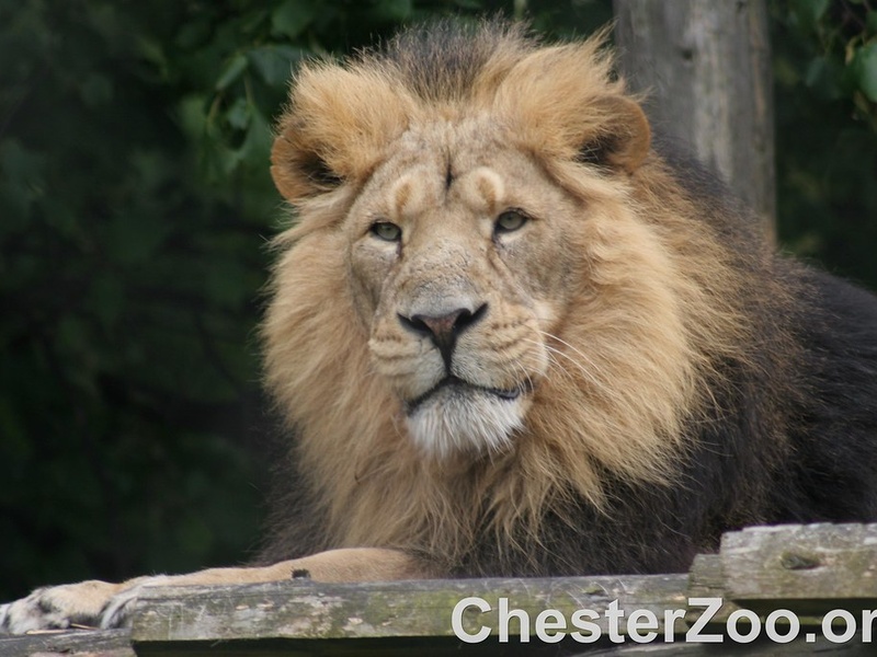 Chad's Native Animals: The Complete List - Flora Fauna Fun