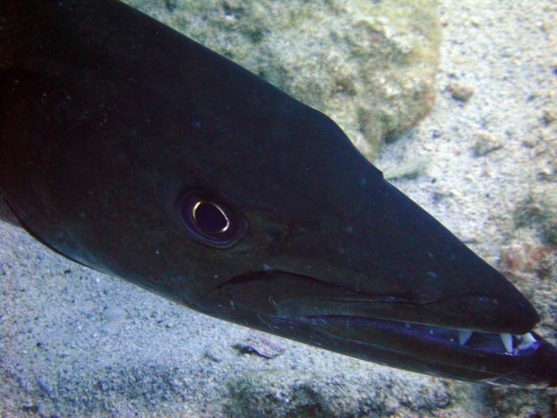 List of Fish of Australia - Flora Fauna Fun