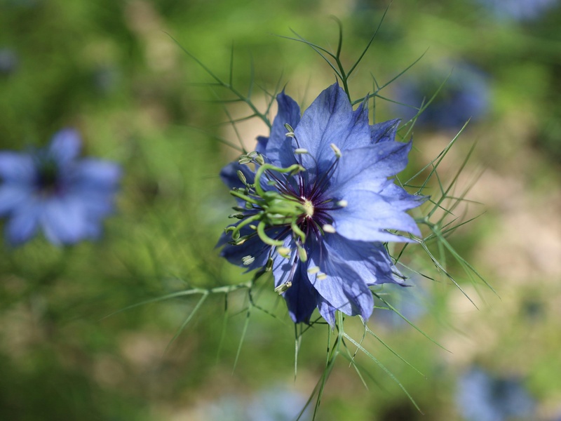 List of Cute Flowers - Flora Fauna Fun