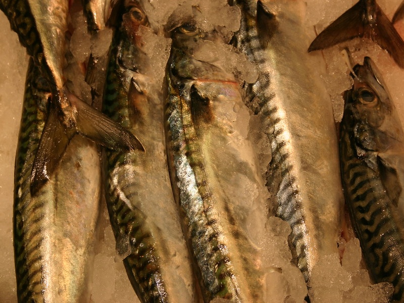 The Complete List of Fish of Russia - Flora Fauna Fun