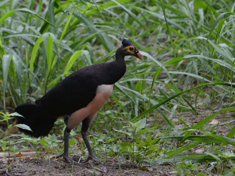 List of Animals of Indonesia - Flora Fauna Fun