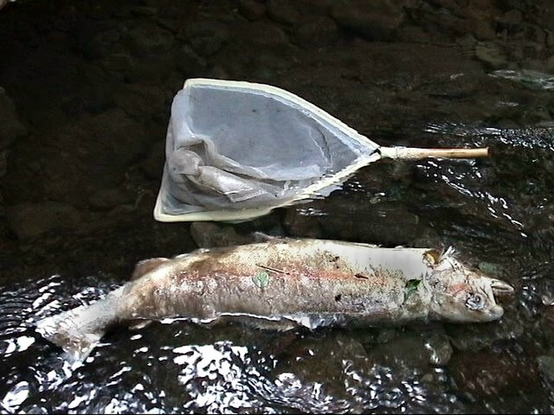 The Complete List of Fish of Russia - Flora Fauna Fun