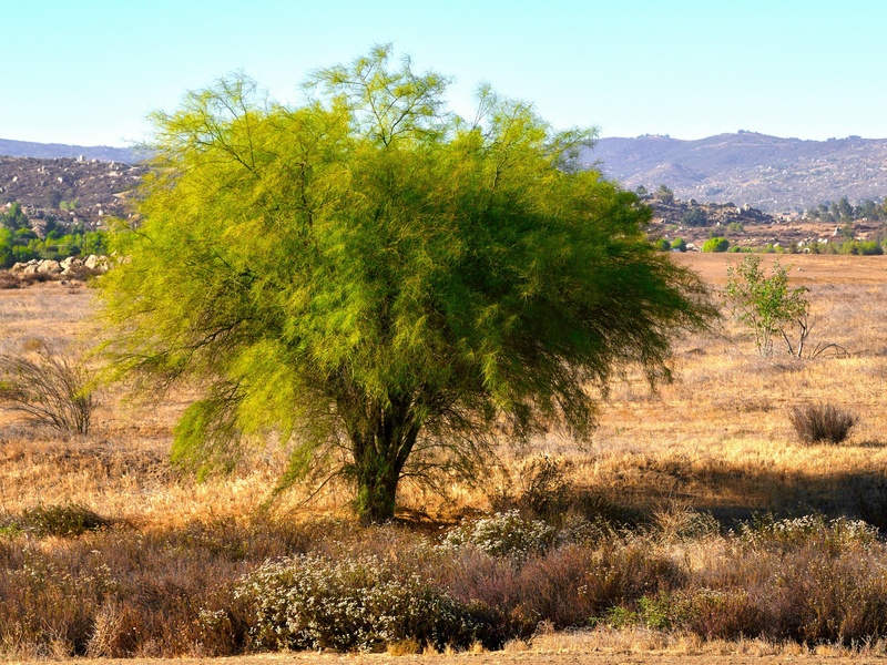 Trees of Djibouti - Flora Fauna Fun