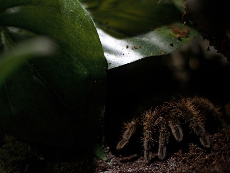 The Complete List of Forest Spiders - Flora Fauna Fun