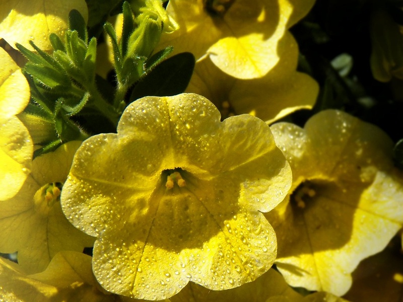 List of Cute Flowers - Flora Fauna Fun
