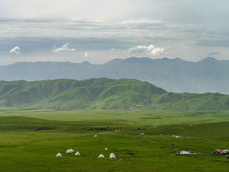 List of Mongolia's Native Plants - Flora Fauna Fun