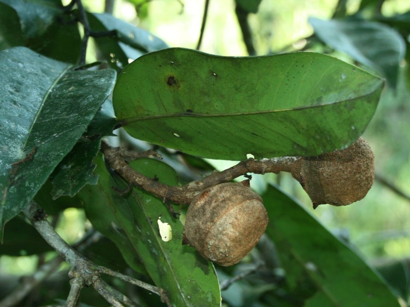 List of Amazon Rainforest Vegetation - Flora Fauna Fun