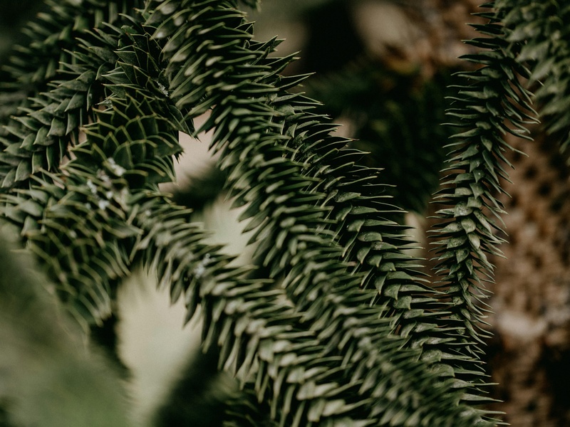 The Complete List of Beautiful Rare Plants - Flora Fauna Fun