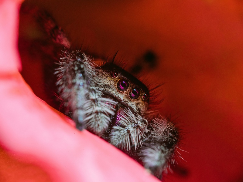The Complete List of Forest Spiders - Flora Fauna Fun