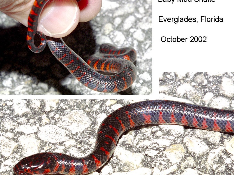 Wetland Reptiles: The Complete List - Flora Fauna Fun