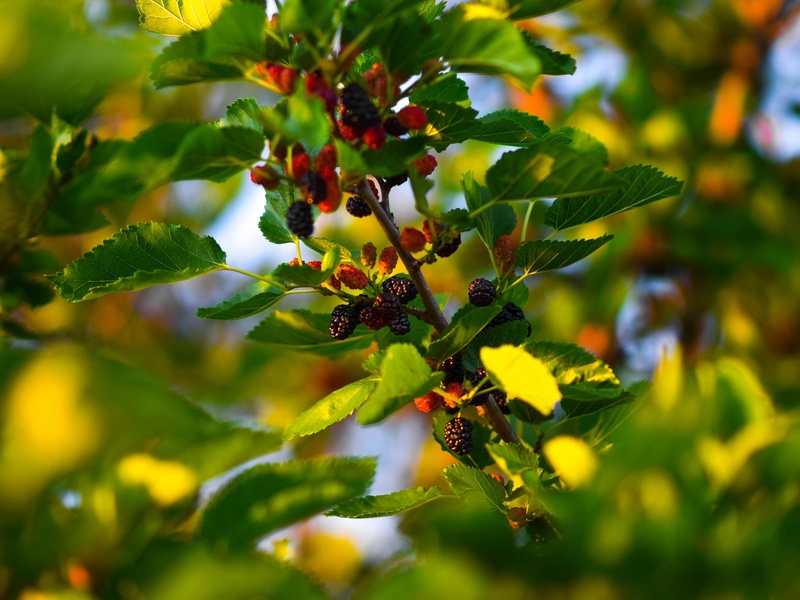 The Complete List of Trees of Hungary - Flora Fauna Fun