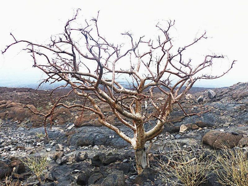 Trees of Djibouti - Flora Fauna Fun
