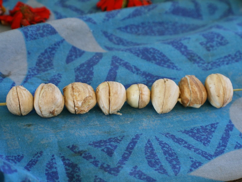 Plants of Vanuatu: The Complete List - Flora Fauna Fun