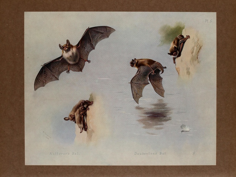 Mammals of Germany: The Complete List - Flora Fauna Fun