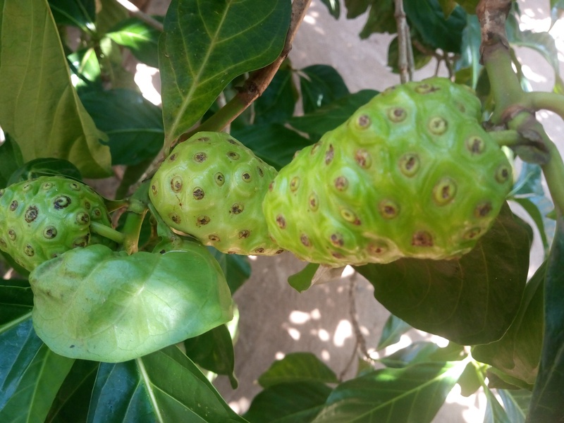 Plants of Vanuatu: The Complete List - Flora Fauna Fun