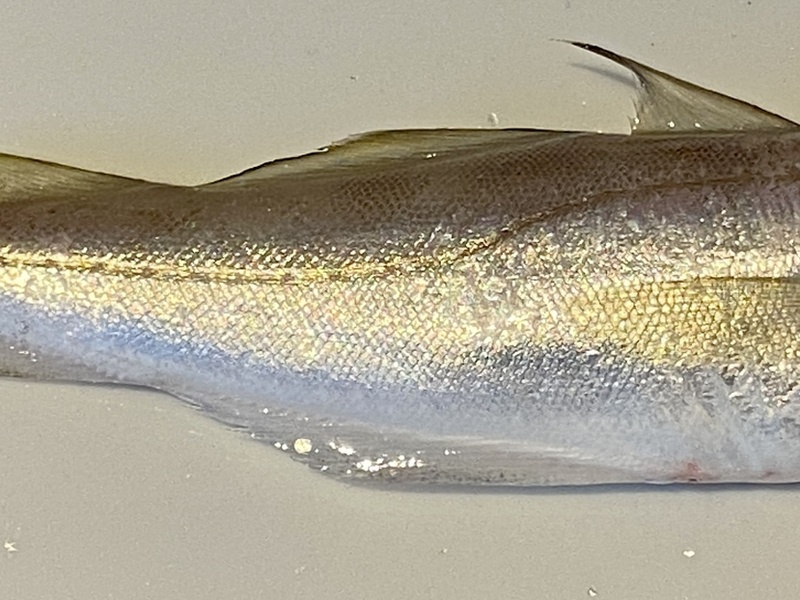 The Complete List of Fish of Norway - Flora Fauna Fun