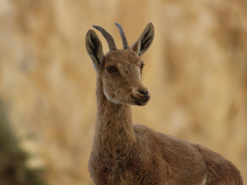 Chad's Native Animals: The Complete List - Flora Fauna Fun