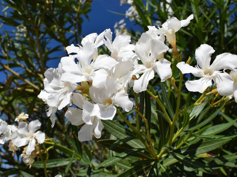 List of Flowers of Syria - Flora Fauna Fun