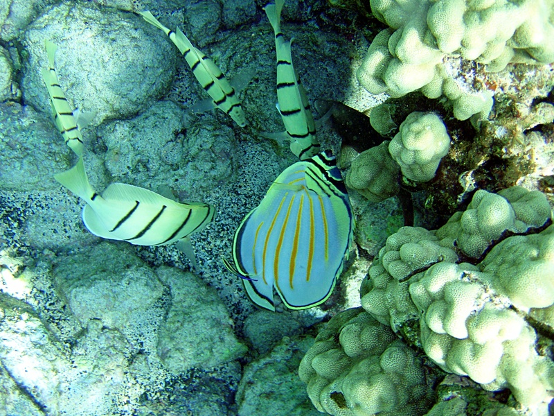The Complete List of Fish of Croatia - Flora Fauna Fun