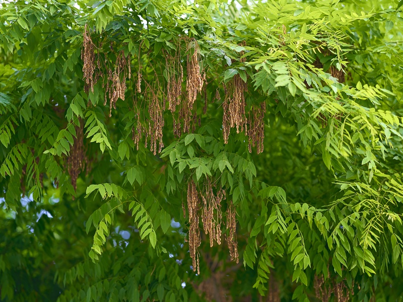 Plants of China: The Complete List - Flora Fauna Fun