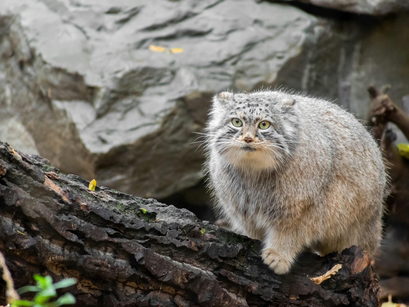 Animals of Pakistan: The Complete List - Flora Fauna Fun