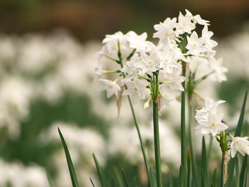 List of Flowers of Syria - Flora Fauna Fun