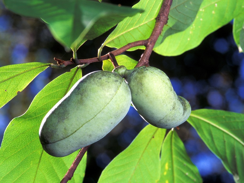 Fruits of Trinidad and Tobago: The Complete List - Flora Fauna Fun