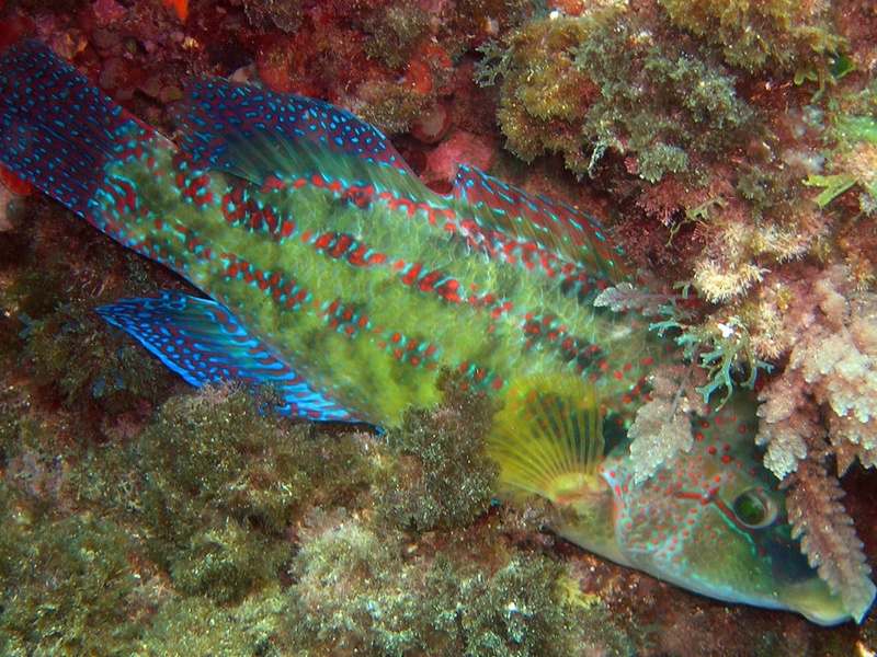 The Complete List of Fish of Croatia - Flora Fauna Fun