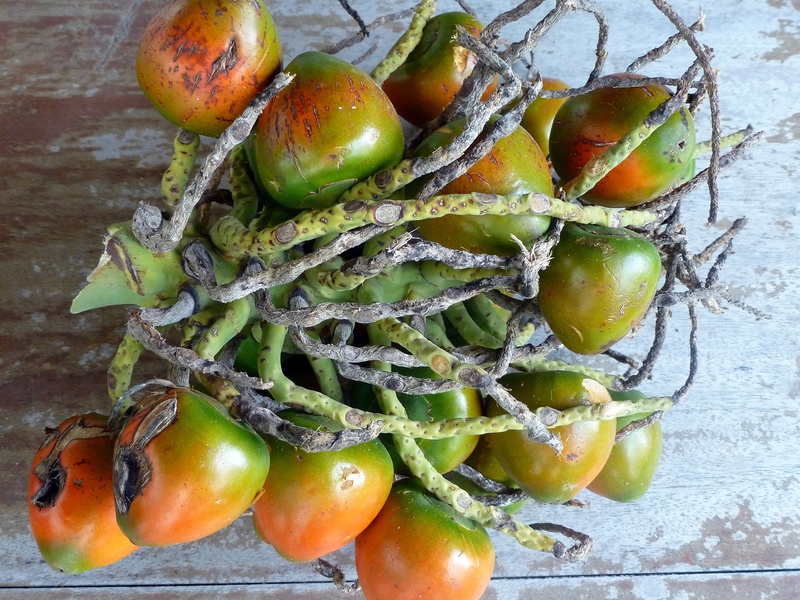 Fruits of Trinidad and Tobago: The Complete List - Flora Fauna Fun