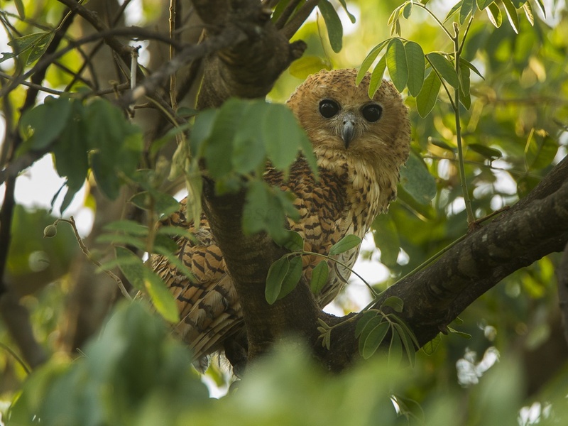 List of Okavango Delta Animals - Flora Fauna Fun
