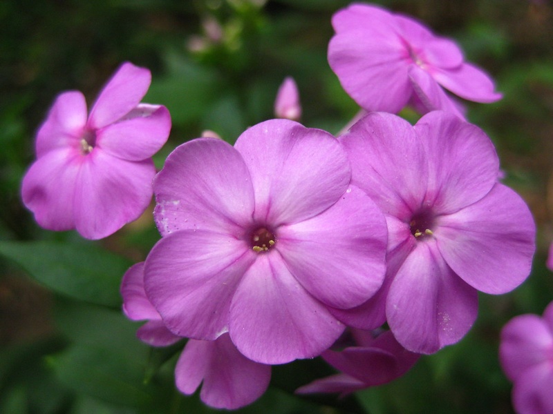 List of Cute Flowers - Flora Fauna Fun
