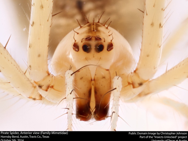 The Complete List of Forest Spiders - Flora Fauna Fun